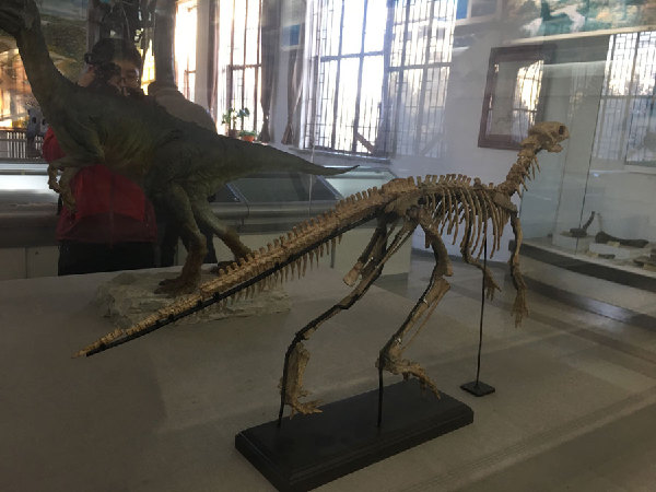 Study sheds light on tooth evolution of early dinosaur